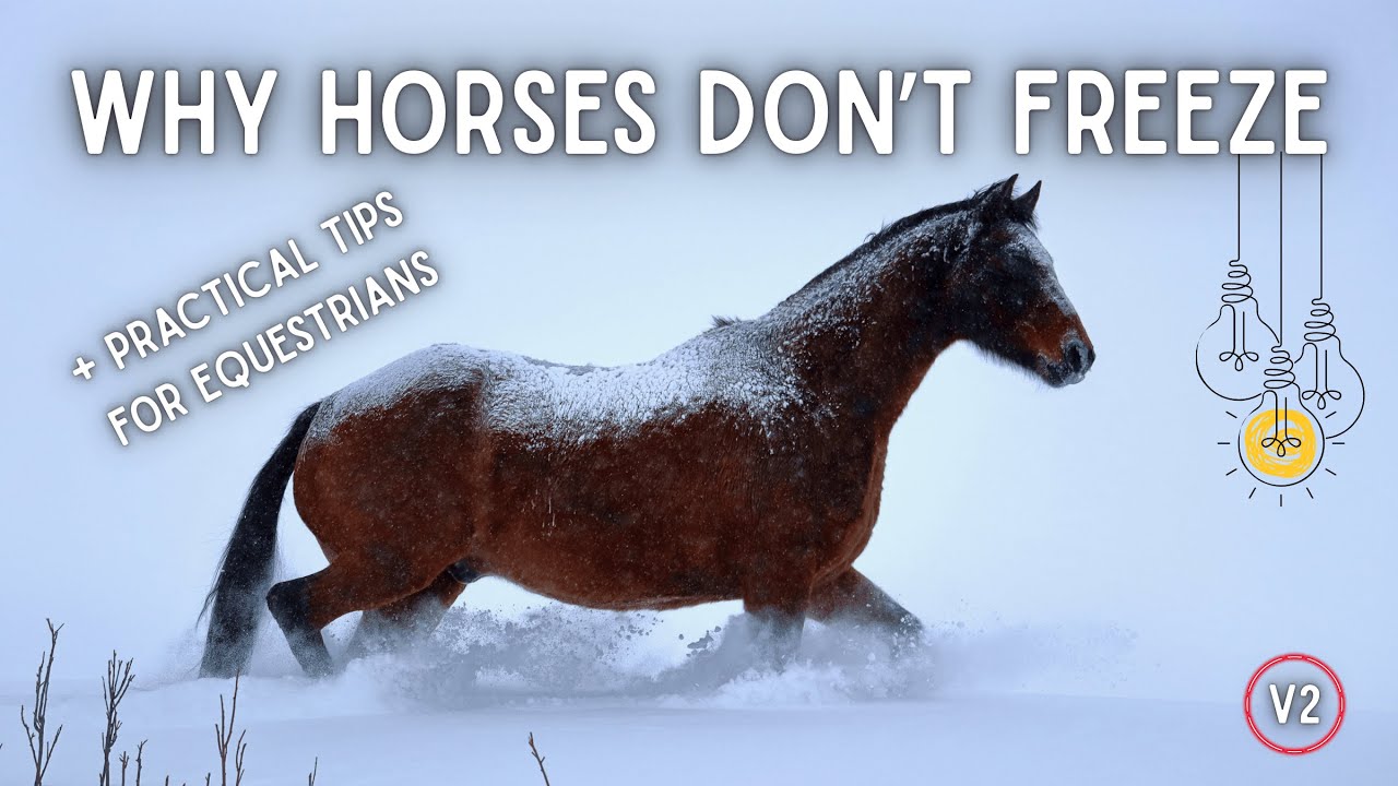 Freeze? Not Horses. Science Explained. (Version 2)