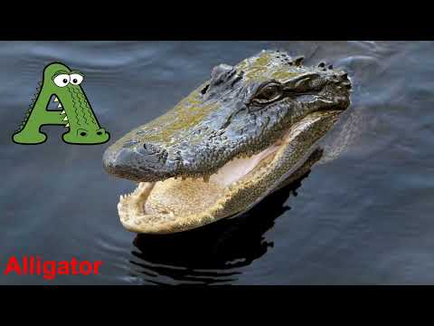 Animals start with A / Alphabet animals / A is for / abecedario en ingles / Alphabetimals for kids