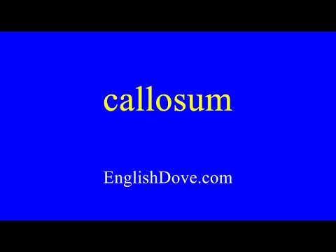 How to pronounce callosum in American English