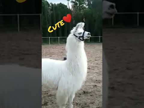 Llama animal talking|❤# trending#short# viral#memes NamalAli