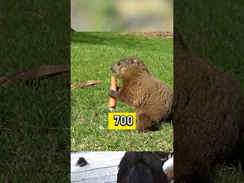 🌳 Woodchuck's Wood-Chucking Mystery Solved! 700 lbs?! 🐾 #facts #funny #youtubeshorts #shorts