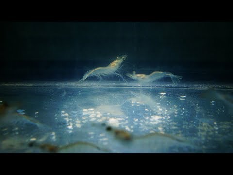 UA Aquaculture Pathology Laboratory-Shrimp