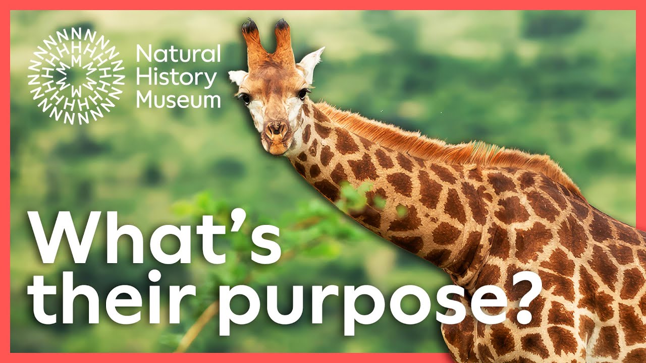 Why do giraffes have spots? | Surprising Science