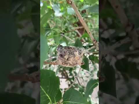 Hummingbird nest with eggs!