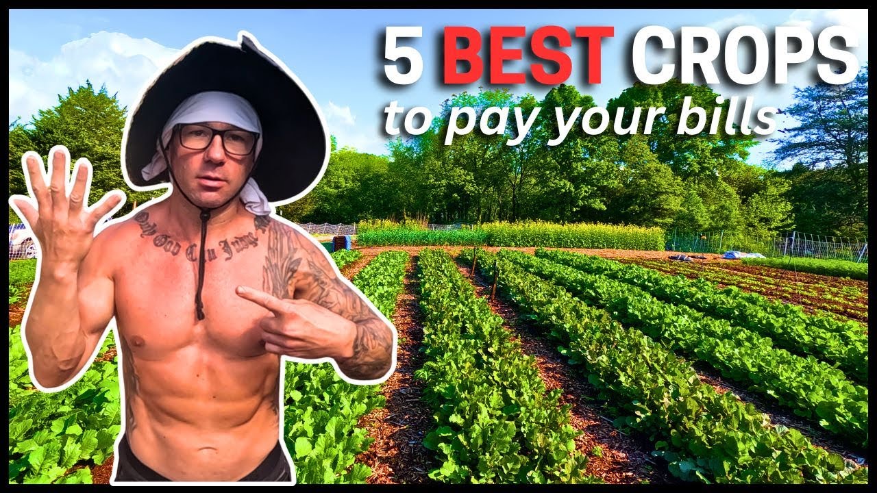 High-Profit Vegetable Farming for Beginners (Low Effort, High Value)