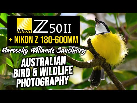 Nikon Z50 II: Bird & wildlife photography (1784)