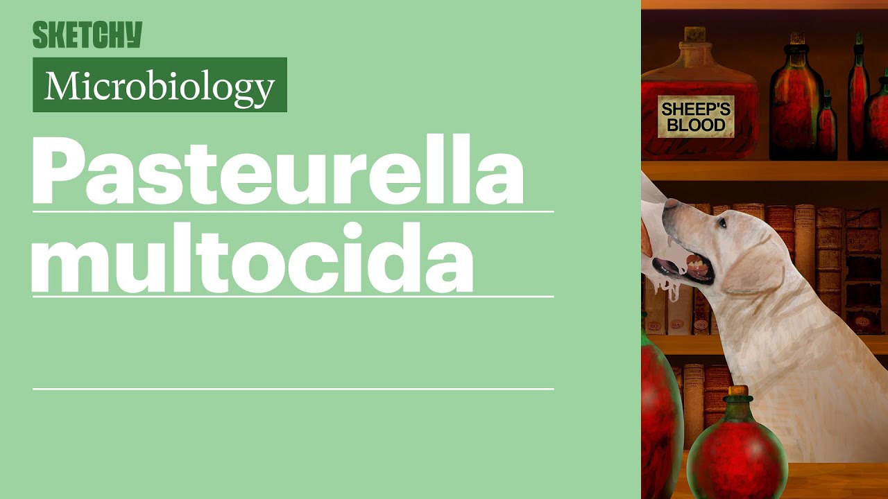 Pasteurella Multocida (Microbiology) | USMLE Step 1 | Sketchy Medical