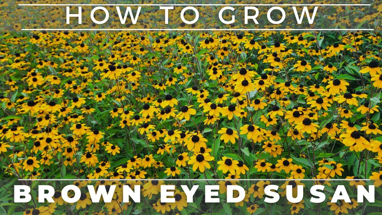 Brown Eyed Susan - A Complete Profile On Rudbeckia Triloba