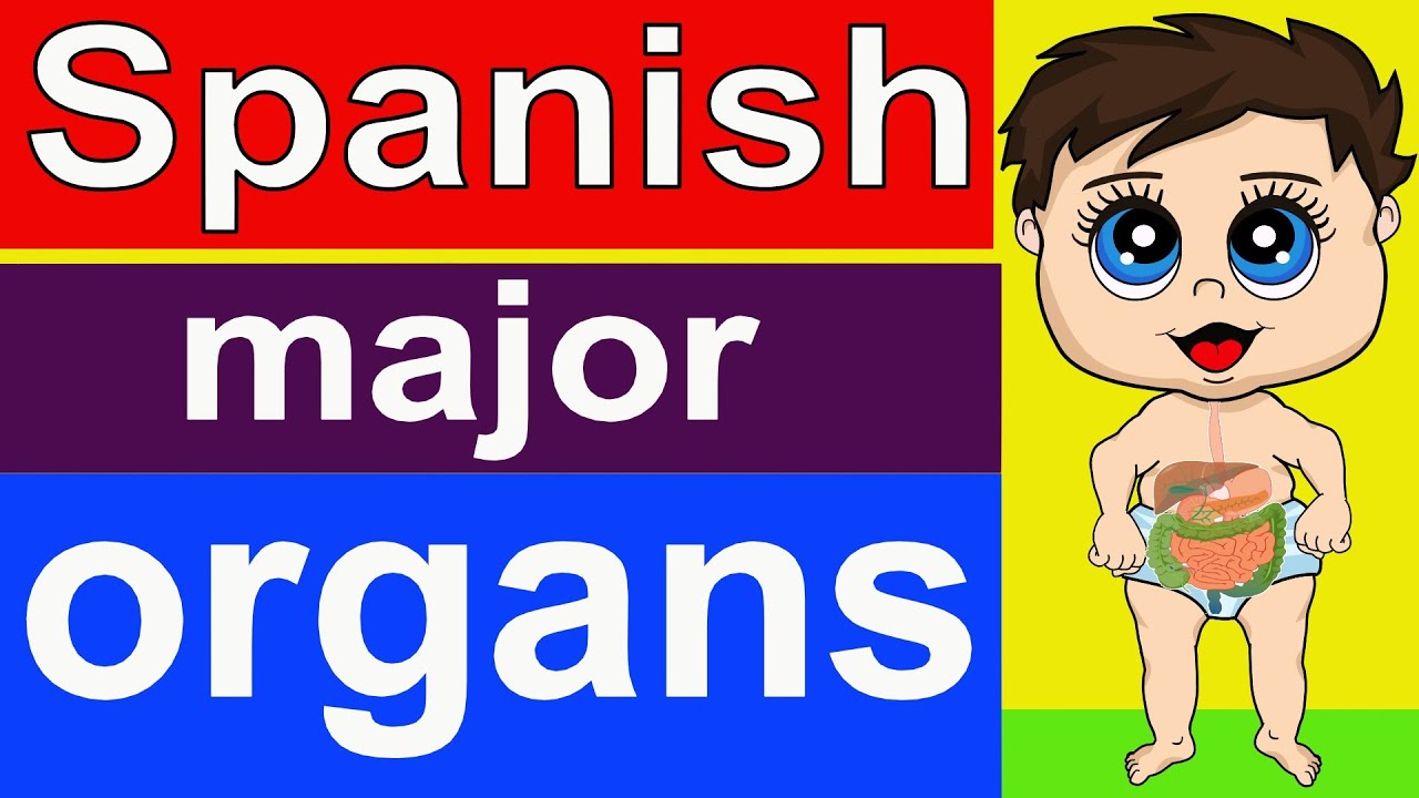 MAJOR ORGANS OF THE HUMAN BODY IN SPANISH - LEARN BASIC SPANISH FOR BEGINNERS