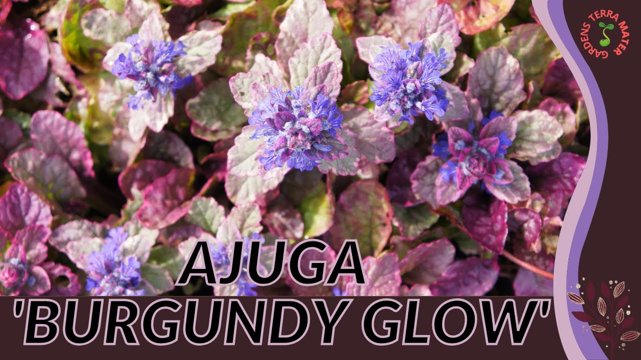 AJUGA 'BURGUNDY GLOW' Information and Growing Tips! (Ajuga reptans)