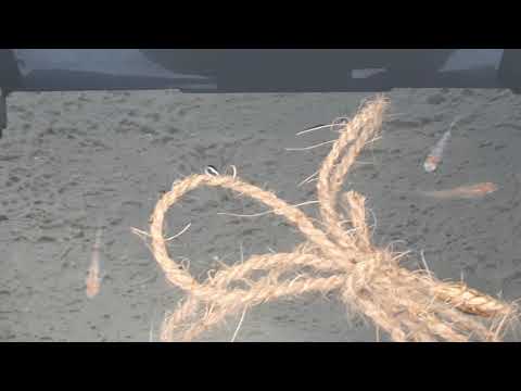 (Video) Medaka „Ujo tri color“ outdoor 09.06.2019 | medaka projekt メダカ ...