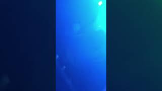 태연 일본 쇼케이스에서 처음으로 부른 Something New 라이브... - 인스티즈(instiz) 인티영상 (종료) 카테고리