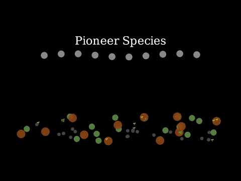 Which statement best describes a pioneer species?