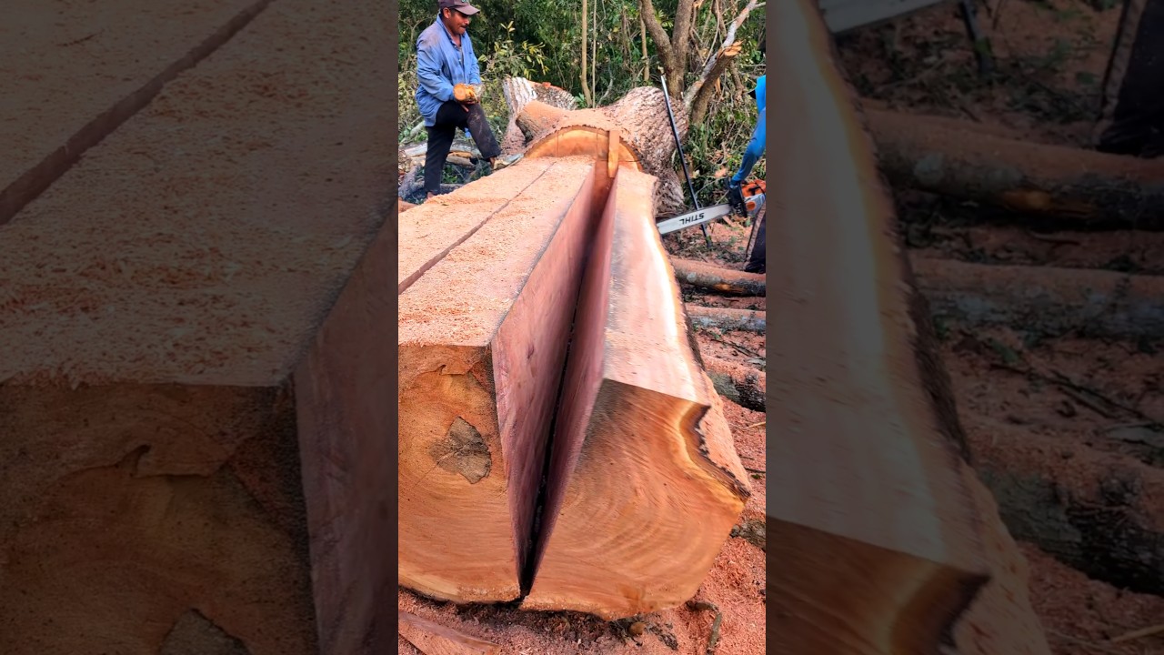 Sawing a giant tree with a machine 😱 #woodworking #wood #stihl #woodwork #asmr