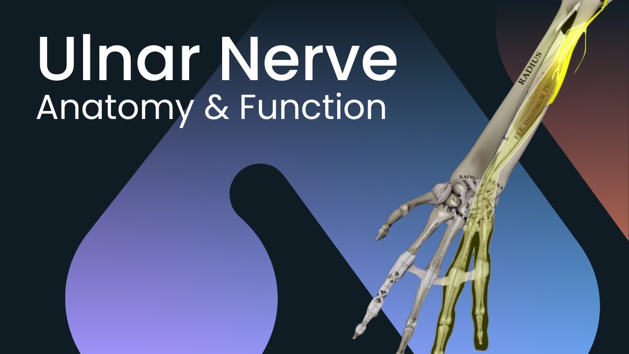 Ulnar Nerve: Anatomy & Function