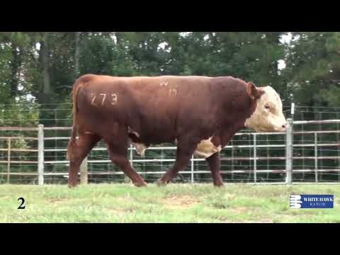 Lot 2-WHR 318G 5407 BEEFMAKER 273KET (273K) P44400992