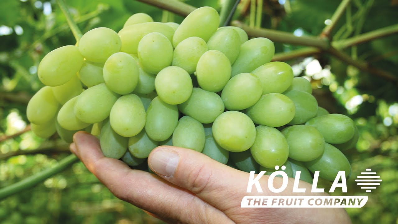 Fresh fruits and vegetables – KÖLLA – THE FRUIT COMPANY