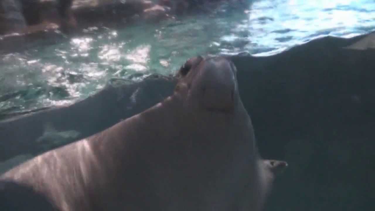 Sting ray Smile up close HD