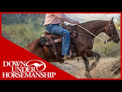 Clinton Anderson: Martin Saddlery - Downunder Horsemanship