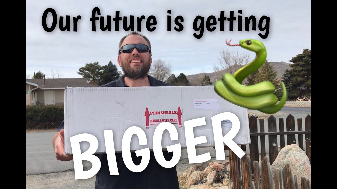 Large Snake unboxing | Getting in on the ball python hype