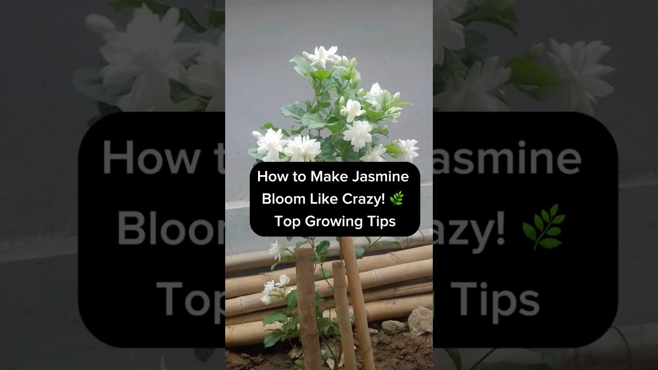 How to Make Jasmine Bloom Like Crazy! 🌿 Top Growing Tips #autoplant