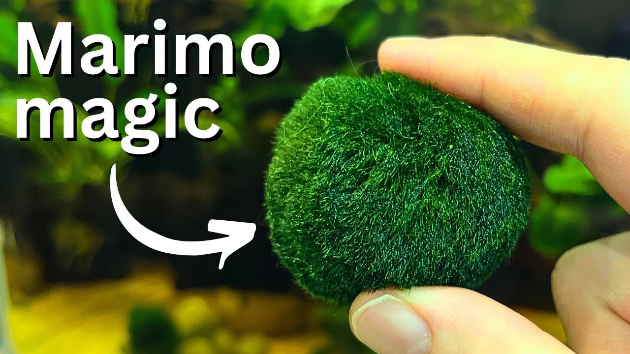 Marimo moss balls: Care, Propagation, Beginner guide!