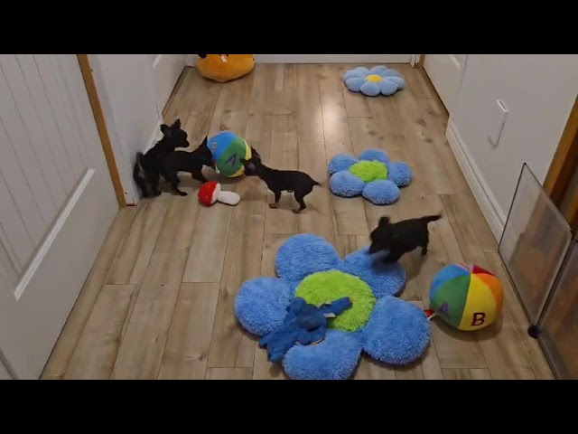 Chihuahua ️Mâle Mini ️Protection100%.GarantieTop Qualité★★★ | Dogs ...