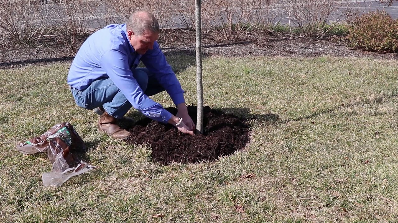 Proper Mulching Techniques | How to mulch trees