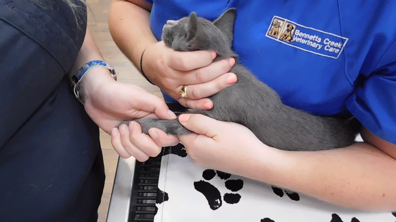Task 19 - Cephalic Venipuncture on a Feline