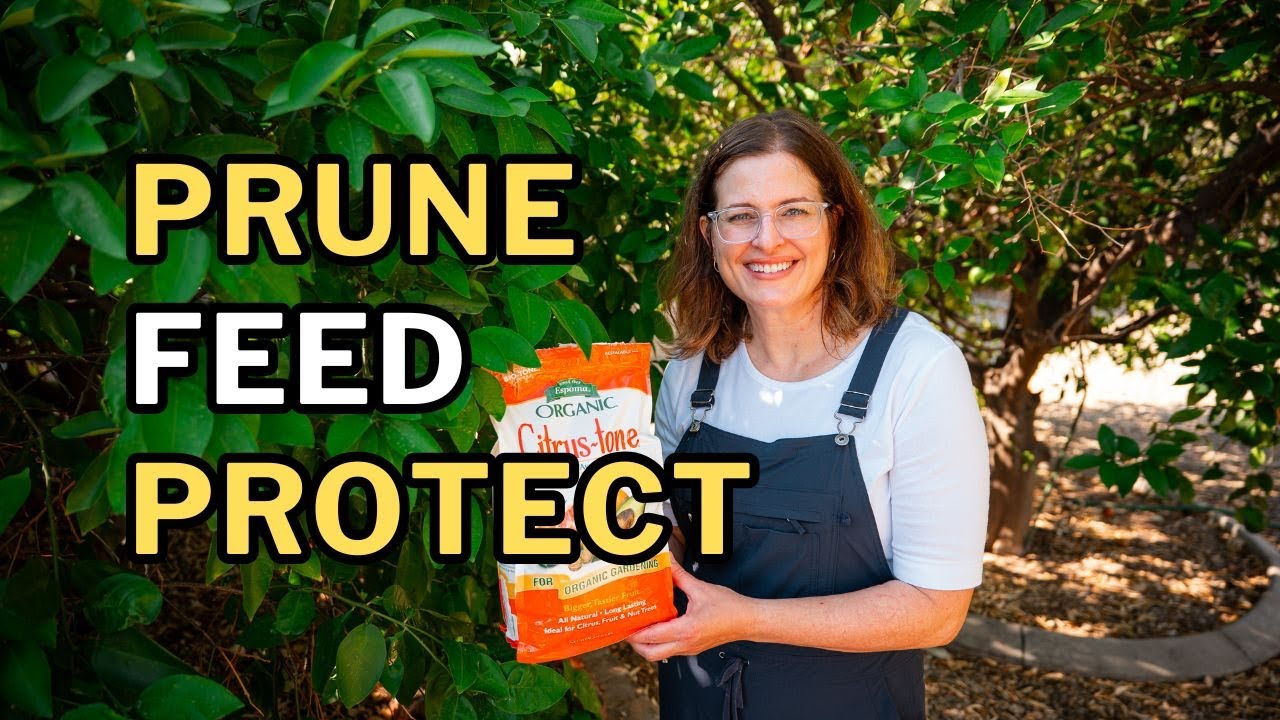 FALL FRUIT TREE CARE (Container Fruit Trees, too!)