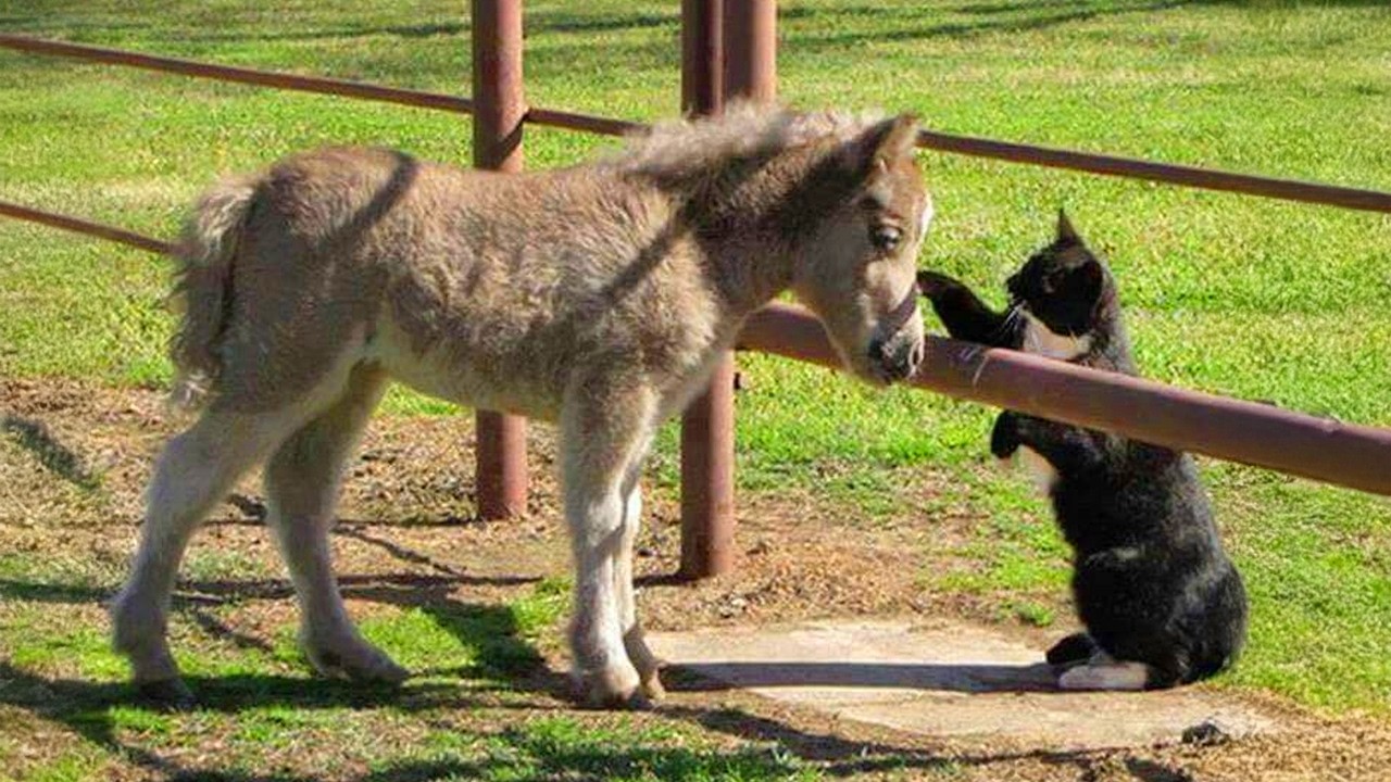 Cats Caught Being Friendly With Other Animals