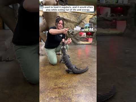 The Alligator Refused to Be My Pet And Then...
