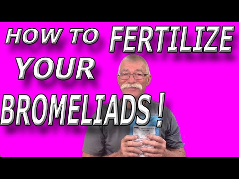How to Fertilize Bromeliads!