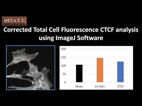 Corrected Total Cell Fluorescence CTCF analysis using ImageJ Software