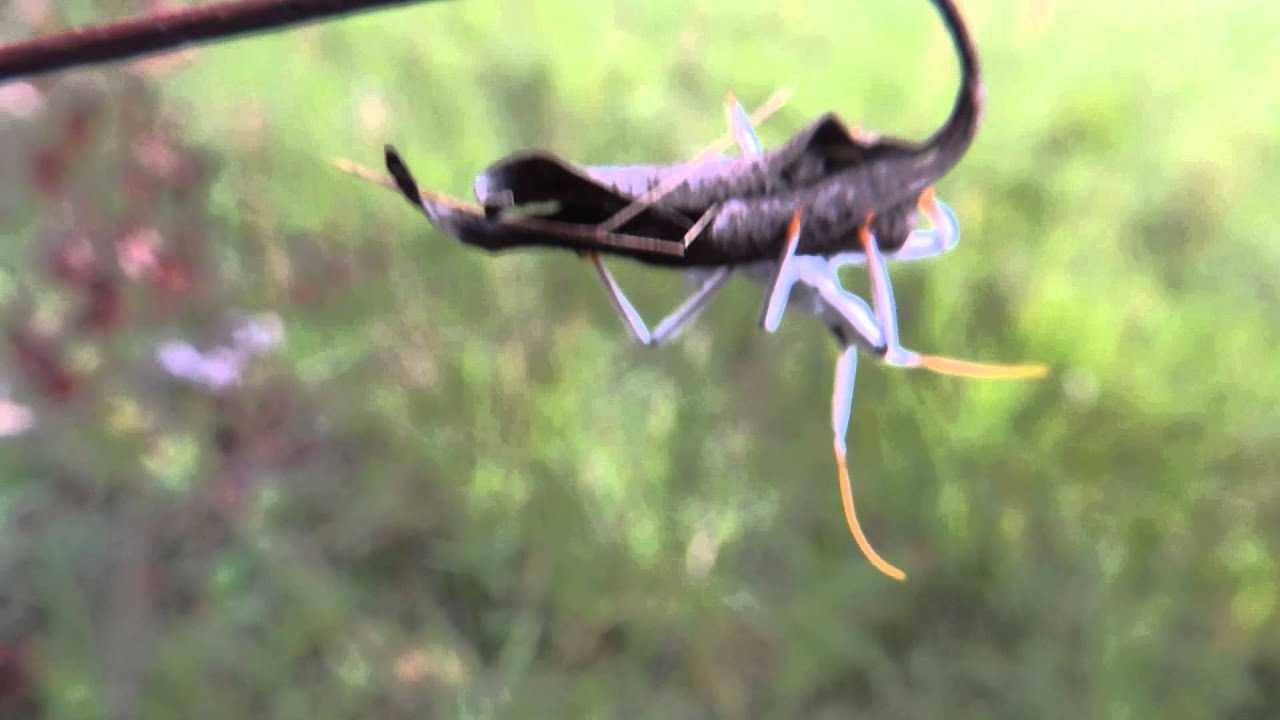 Hemiptera - cicadas-  aphids - planthoppers -  leafhoppers - shield bugs - colombian insects