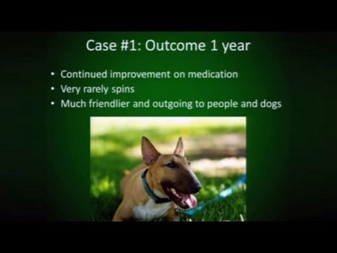 Zoobiquity: OCD and General Anxiety Disorder in Humans/Dogs
