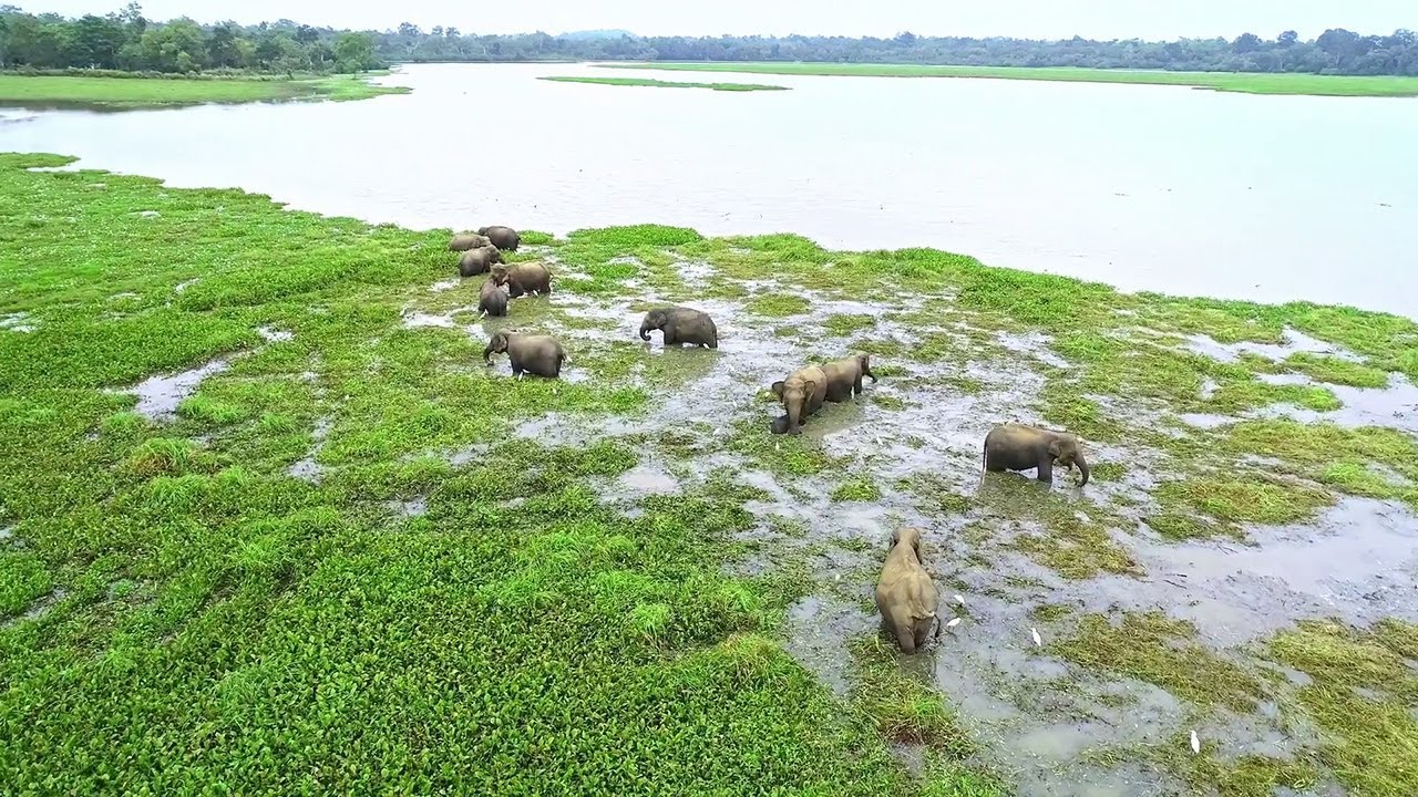 The Global Biodiversity Framework Fund finances action for biodiversity