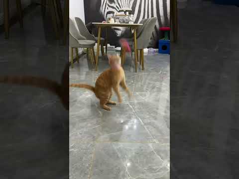 🤔Is This a Great Toy For Cats? #cattoys #catexercise #catsplaying #cats #catbehavior #pets #catlife