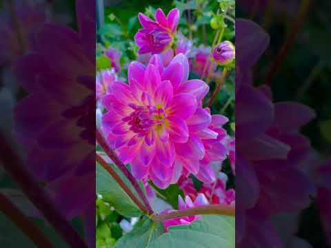 #Beautiful #Pink #Dahlia #Flower So #Pretty Pls subscribe thank you