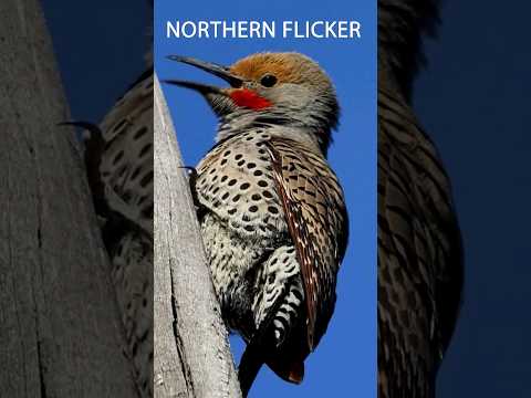10 Bird Calls for You to Learn - Part 1