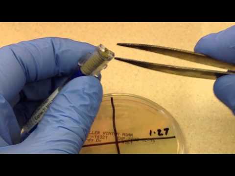 Microbiology - XV Disks