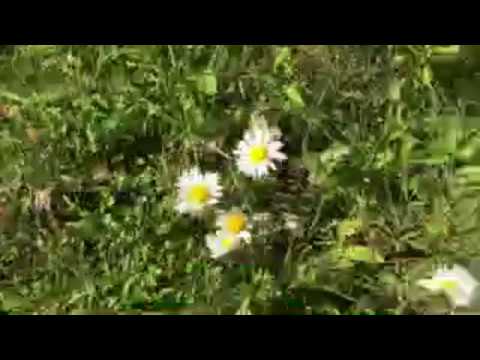 A walk around a local park in Kingsford Michigan