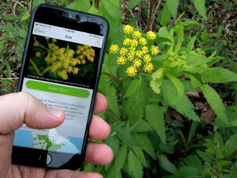 iNaturalist Primer: Connect with Nature