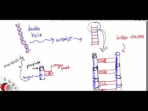 What is DNA? An intro to the ladder structure of DNA