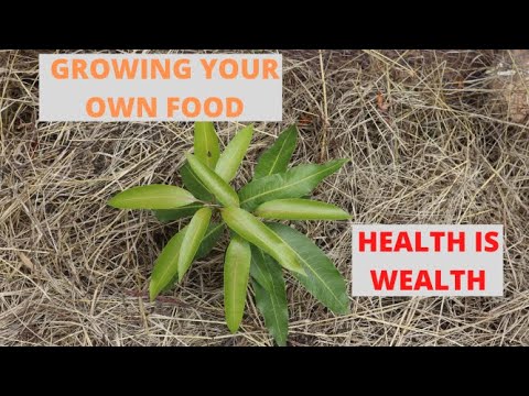 Growing your own food|Creating a food forest in your backyard| Bulawayo(Part 2)