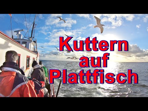 Plattfischangeln vom Kutter in Heiligenhafen. Schollen und Flundern satt mit der MS Einigkeit.