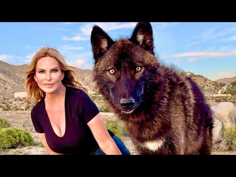 "Dire Wolf Size Compared To Human,"🐺Twist:(Dire wolves aren’t the ancestors of modern gray wolves.)
