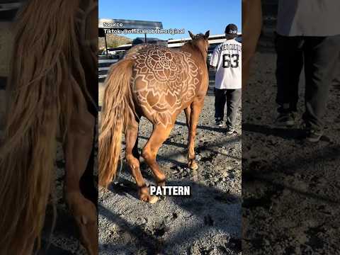 Why Does a Horse's Coat Need to be Clipped?