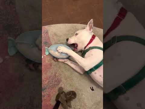 Video of adoptable pet named Lola