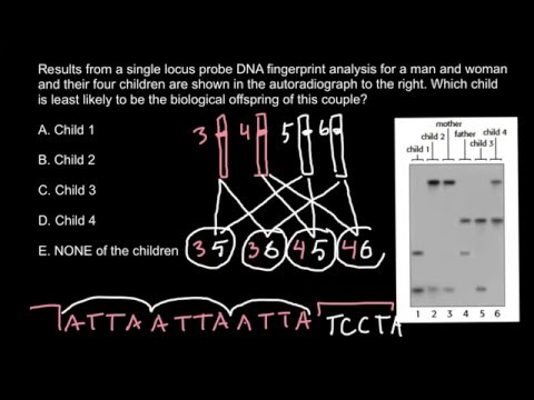 DNA Paternity Testing - theory explained 2